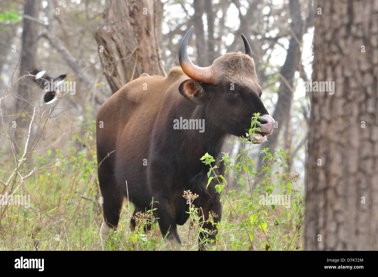 Indian Bison ( Bos gaurus Stock Photo - Alamy