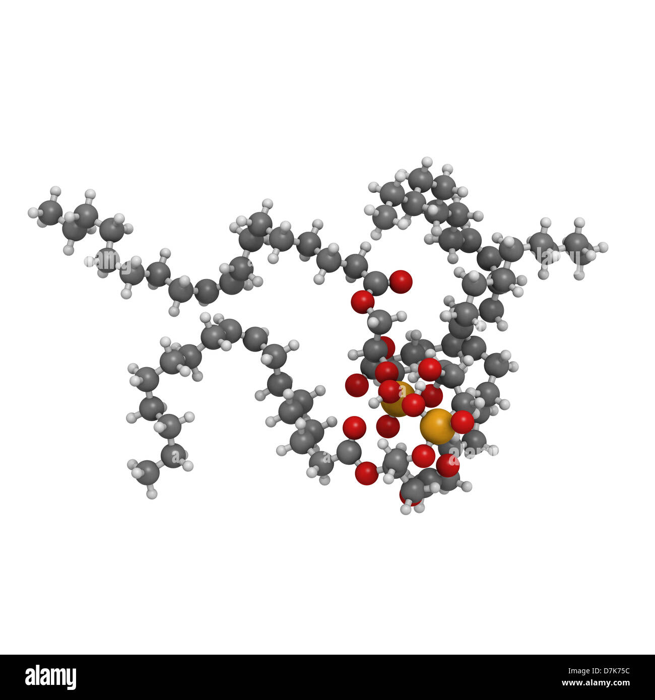Mitochondrial lipid hi-res stock photography and images - Alamy