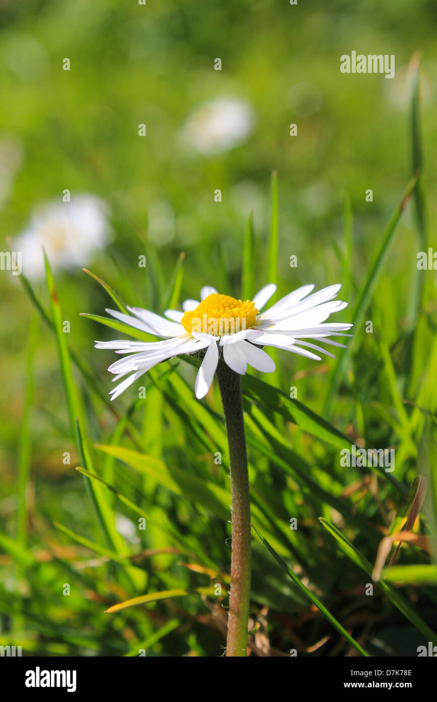 Daisy in sunshine Stock Photo - Alamy