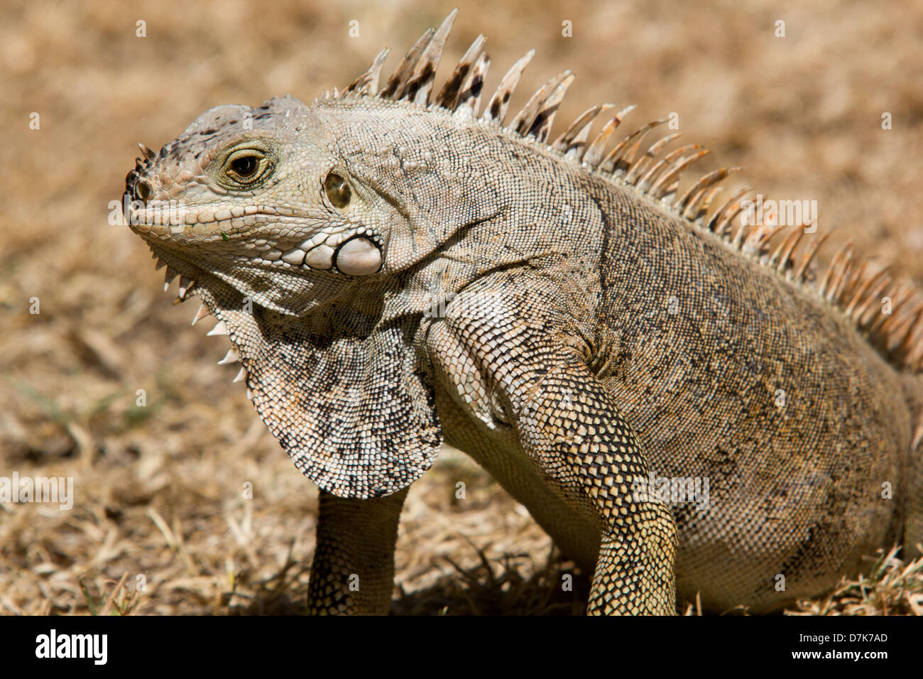 Wild Iguana (Iguana iguana), Close up detail Stock Photo - Alamy