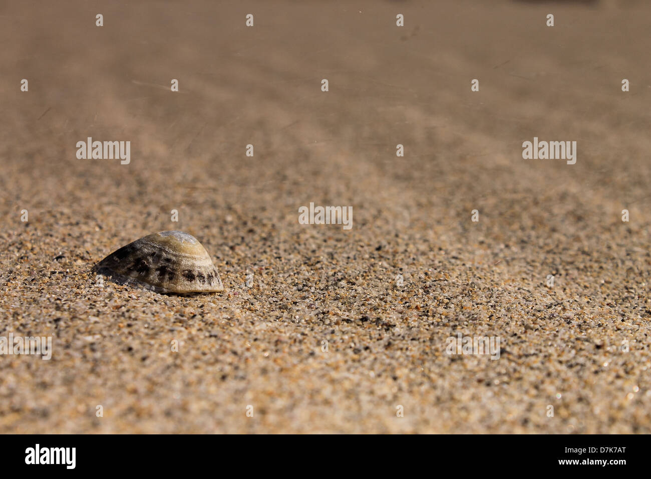 Limpet shell hi-res stock photography and images - Alamy
