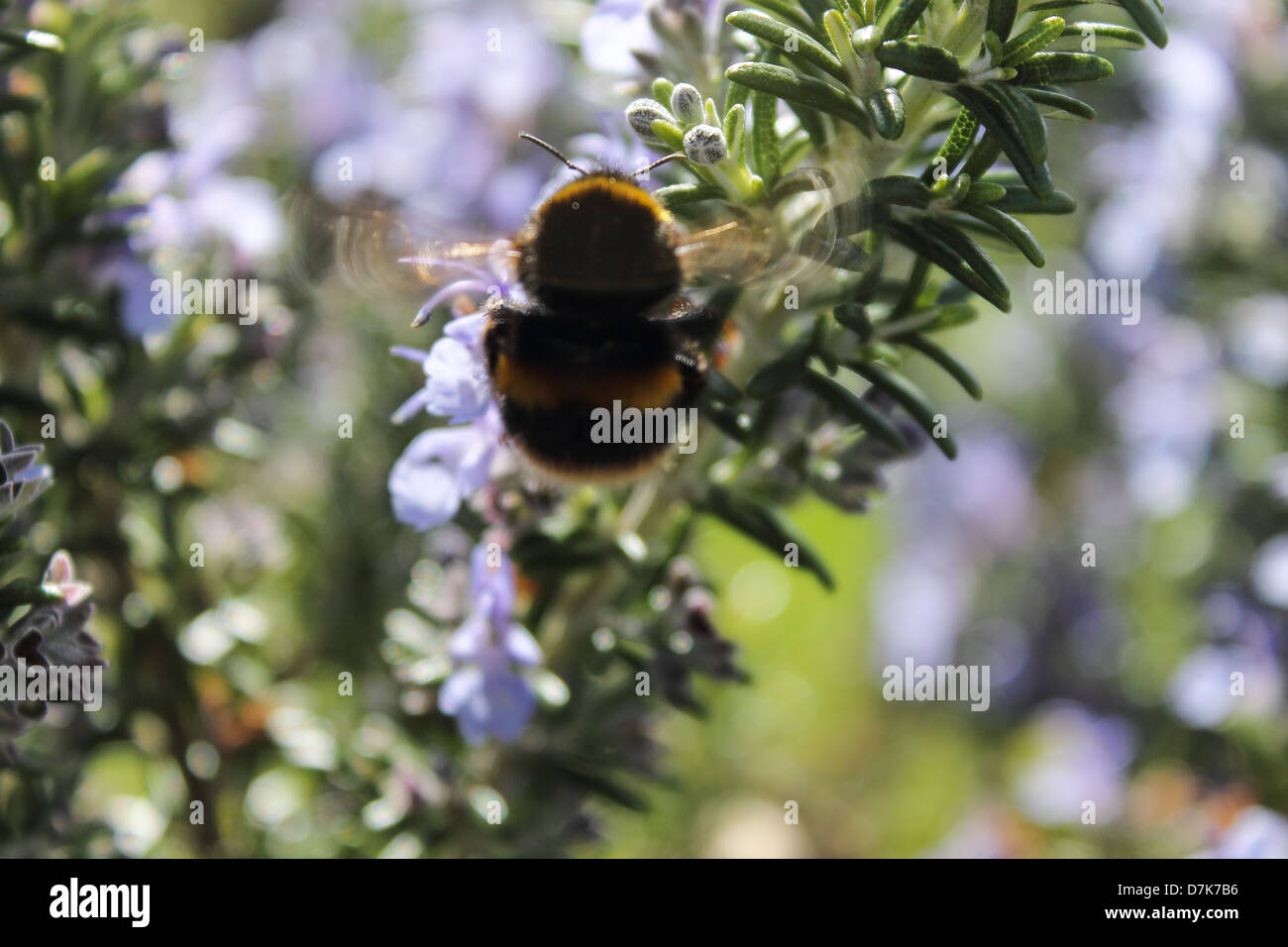 Hovering insects hi-res stock photography and images - Alamy