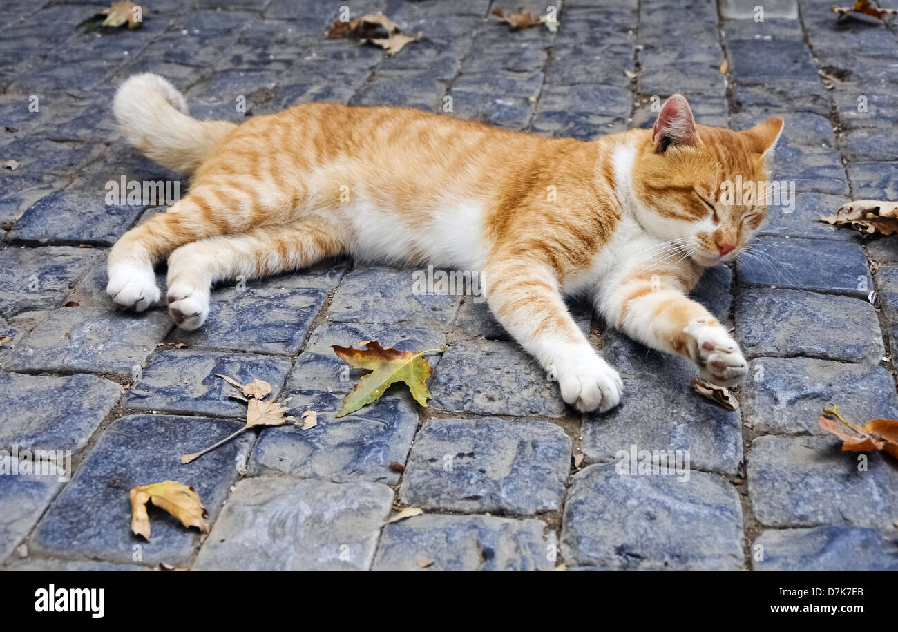 Red cat outdoor Stock Photo - Alamy