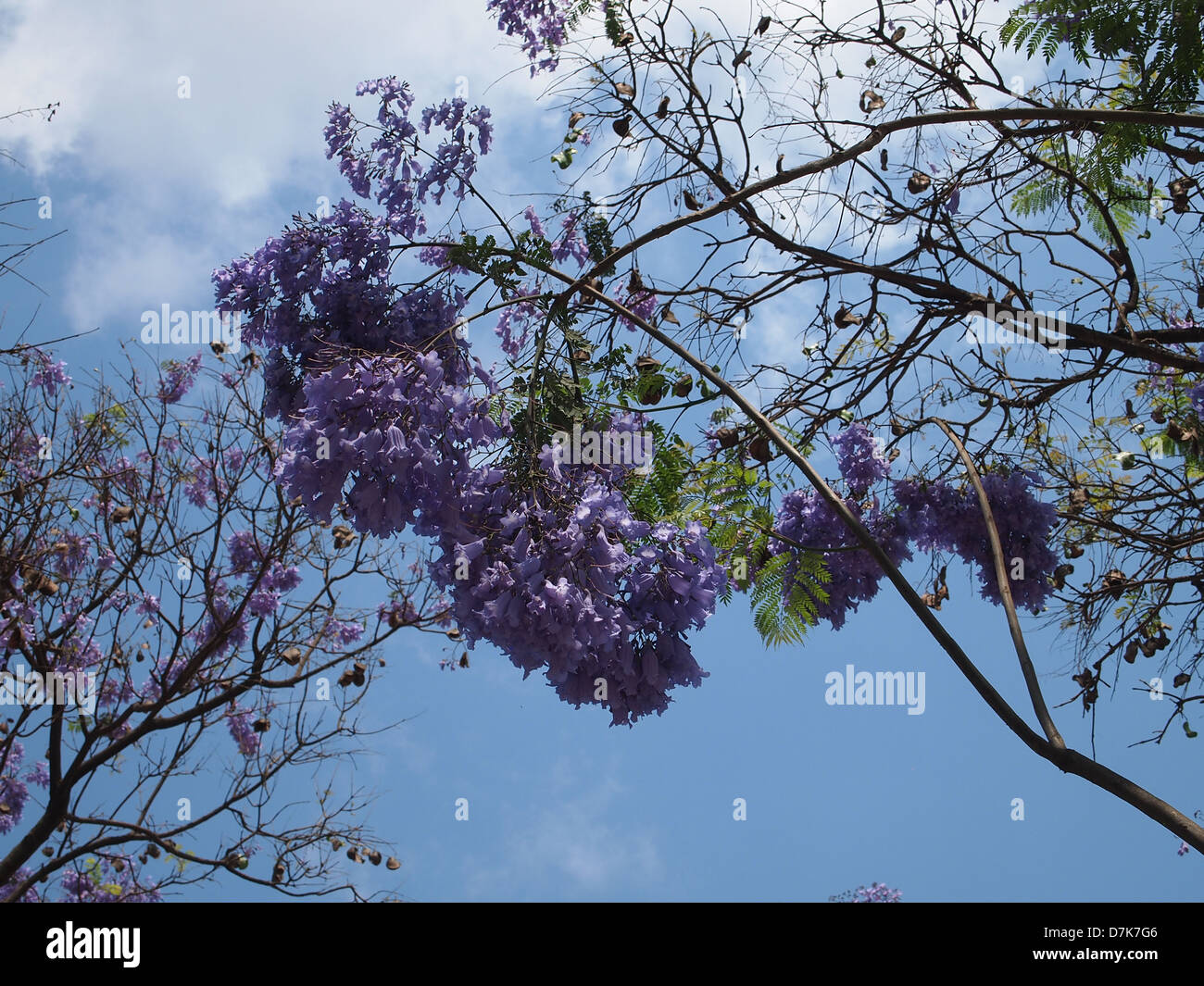A tree with lots of violet blossoms Stock Photo - Alamy