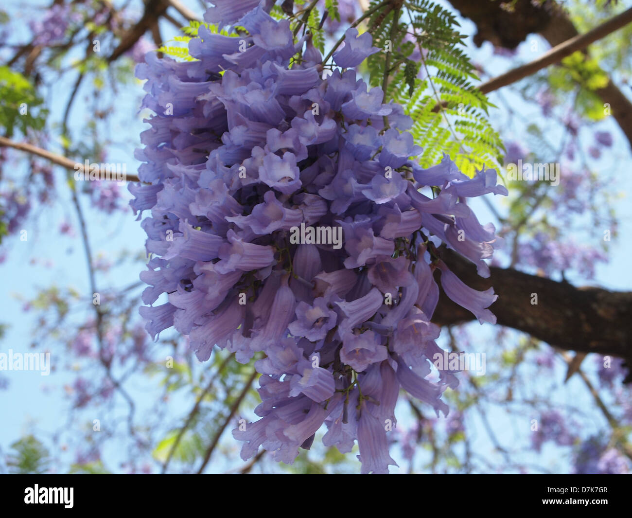 Jacaranda blossoms on tree hi-res stock photography and images - Alamy