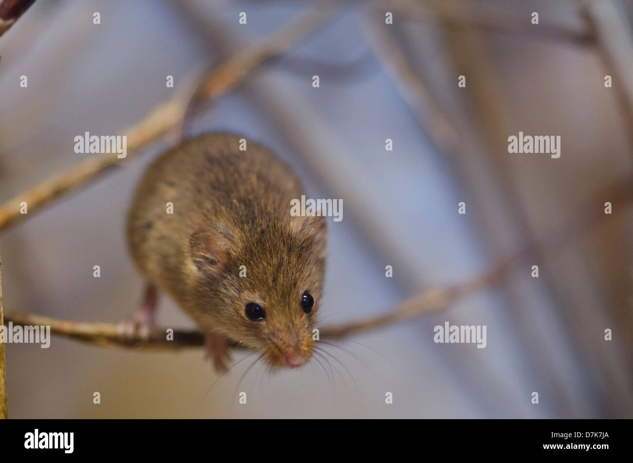 Harvest mouse hi-res stock photography and images - Alamy