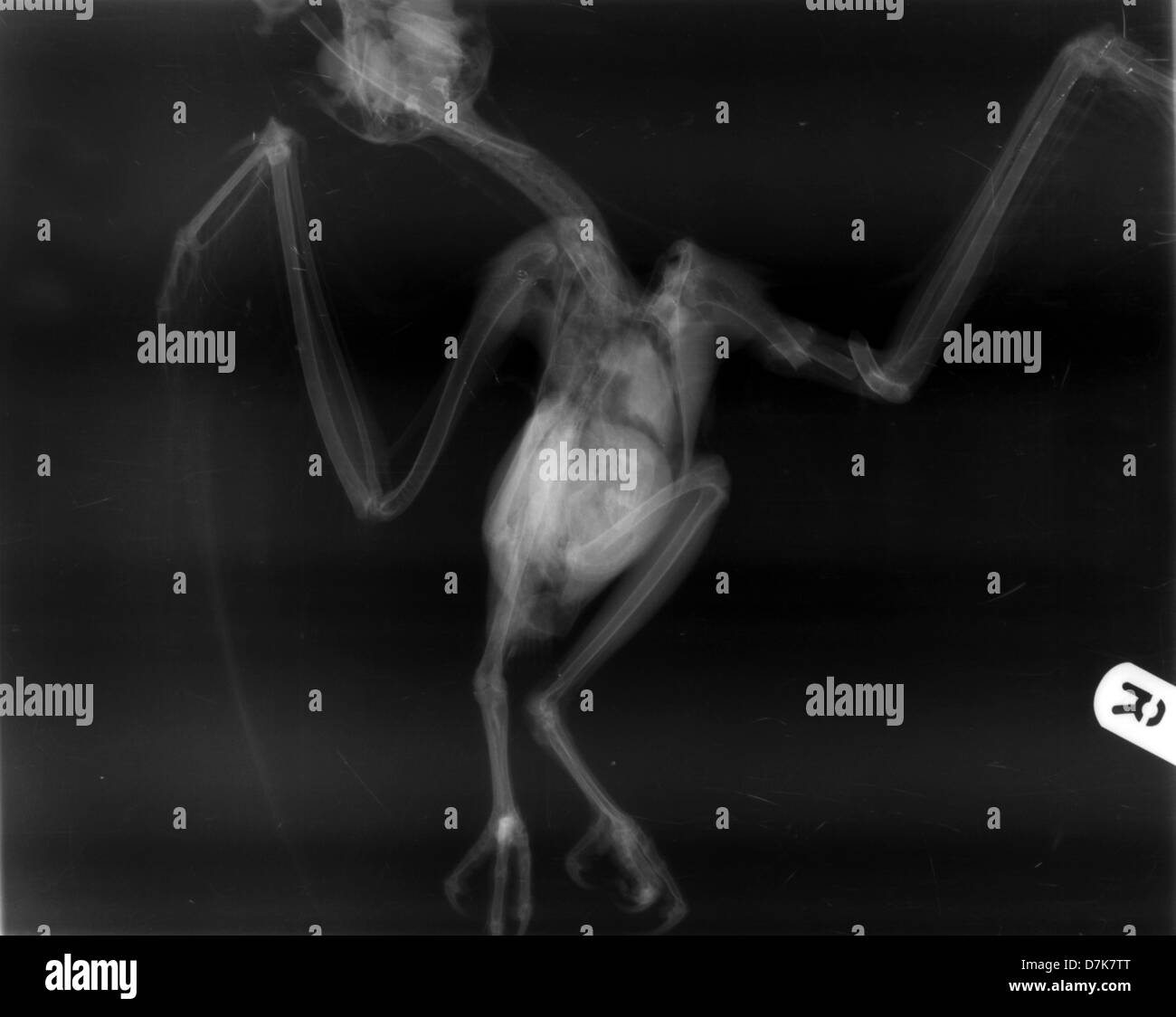 X-Ray of short-eared owl Stock Photo - Alamy