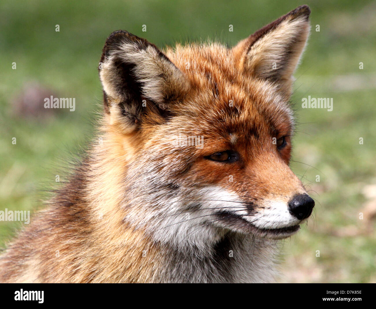 Close-up portrait of a wild European Red Fox (vulpes vulpes), head and ...