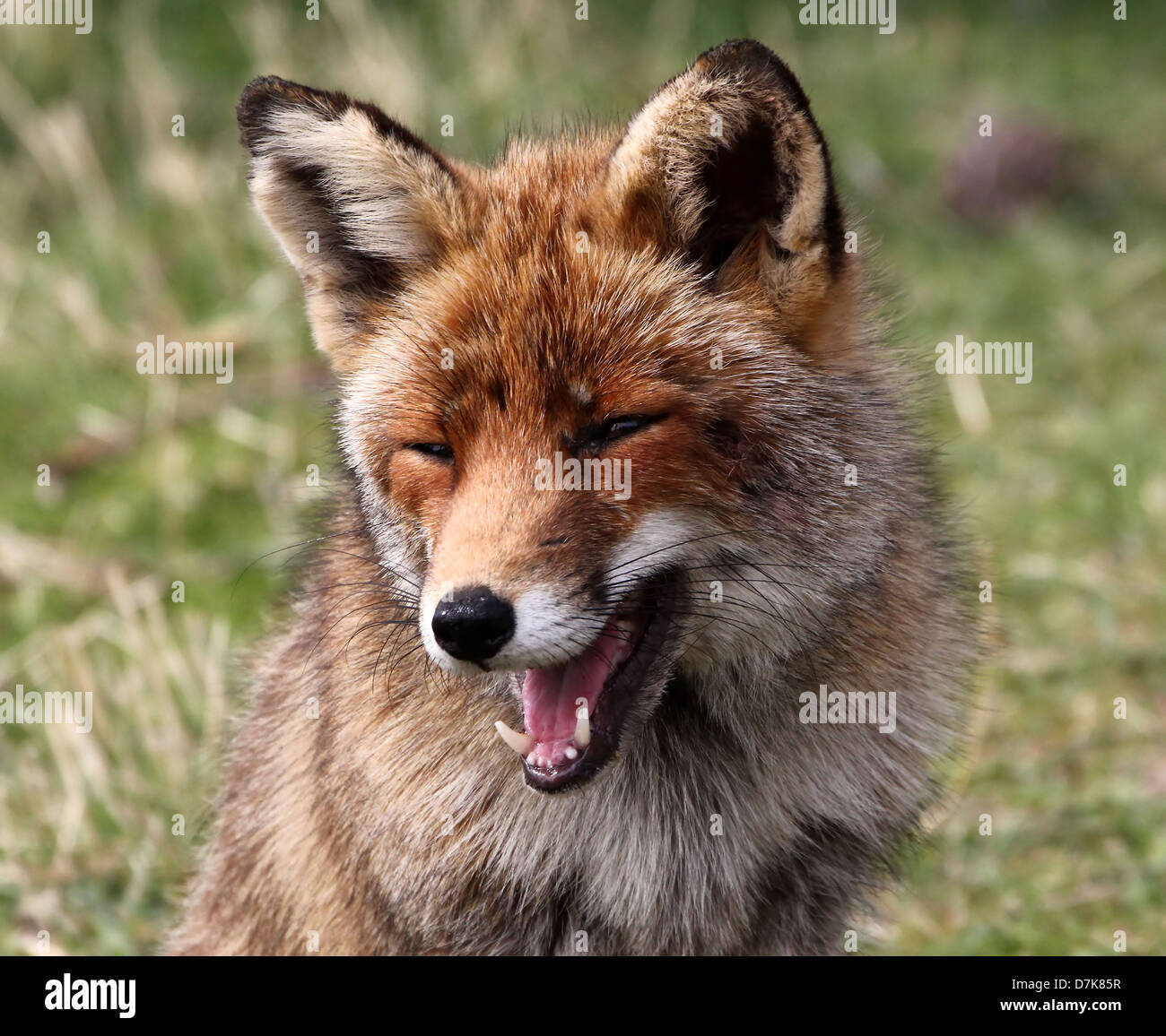 Close-up detailed portrait of a wild Red Fox ( vulpes vulpes Stock ...