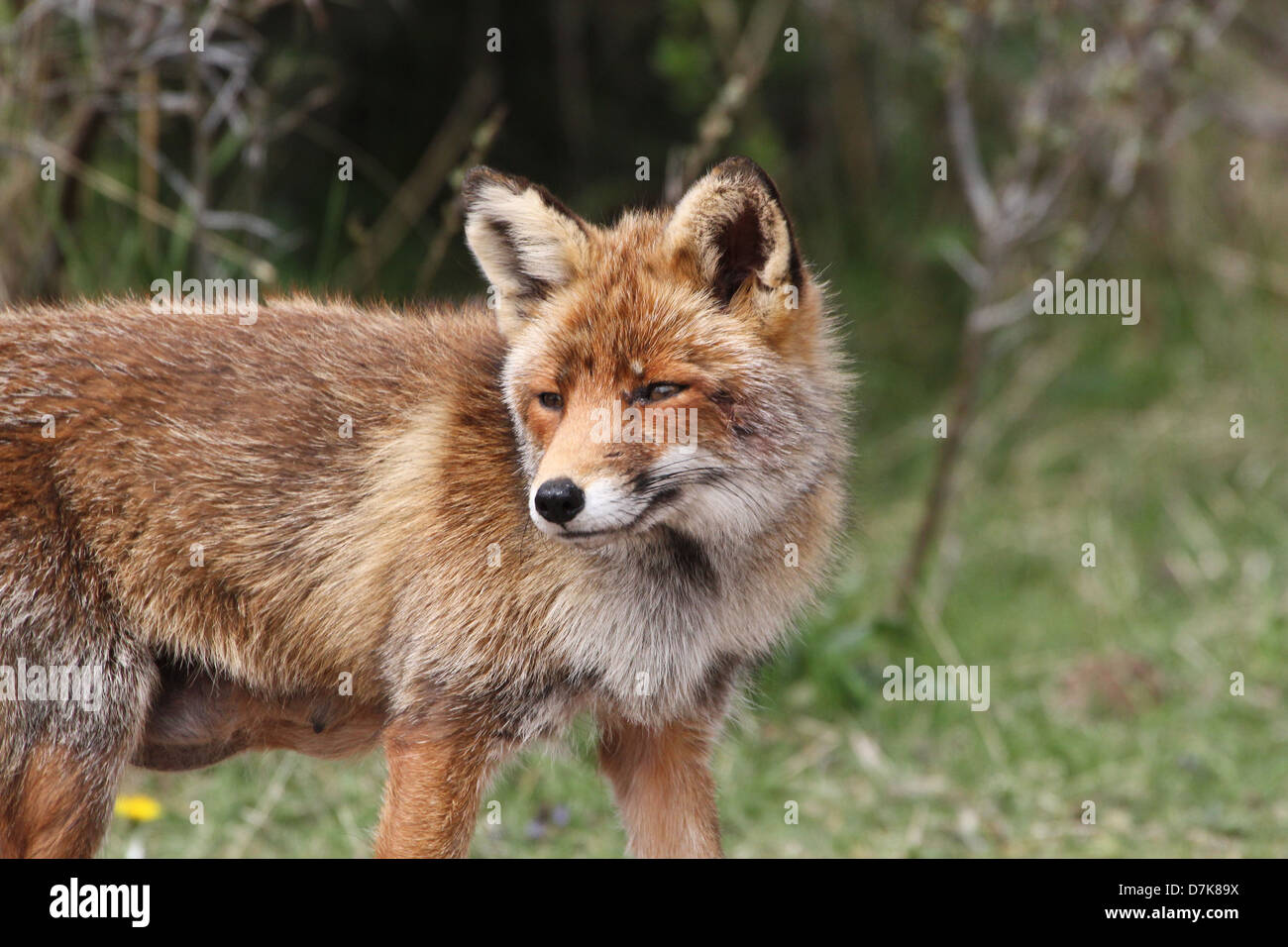Close-up detailed portrait of a wild Red Fox ( vulpes vulpes Stock ...