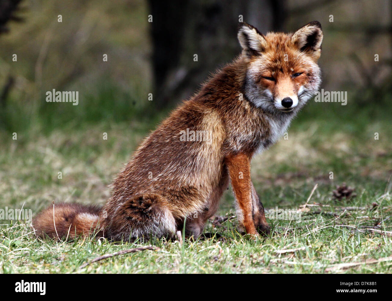 Close-up detailed portrait of a wild Red Fox ( vulpes vulpes Stock ...