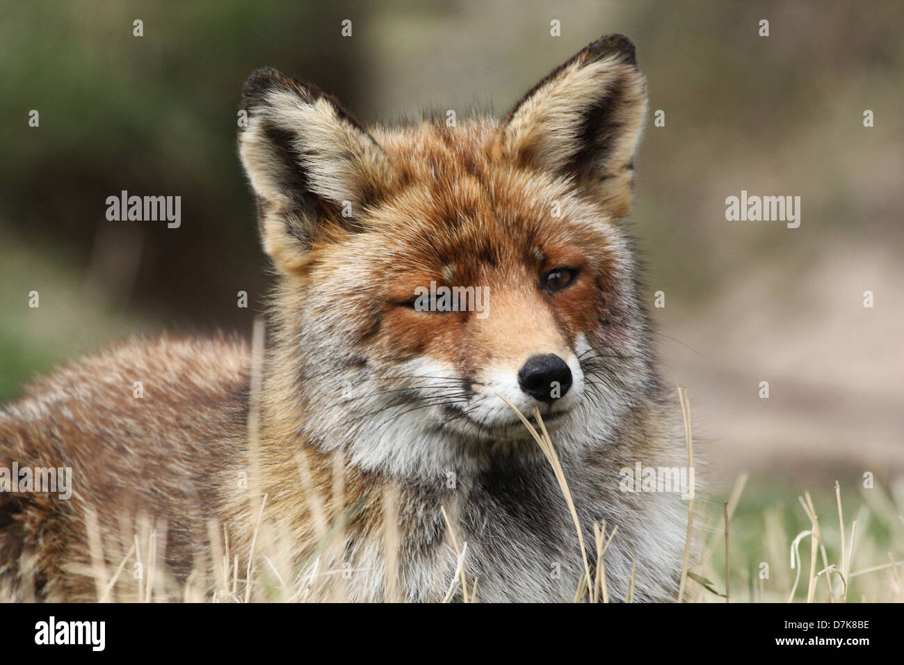 Fox face close up hi-res stock photography and images - Alamy