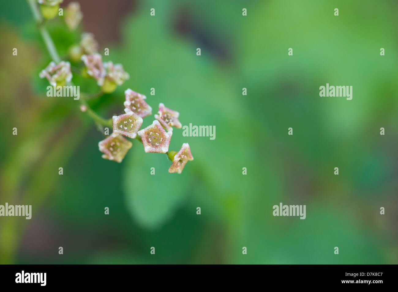 Ribes rubrum. Redcurrant 'jonkheer van tets' flowers Stock Photo - Alamy