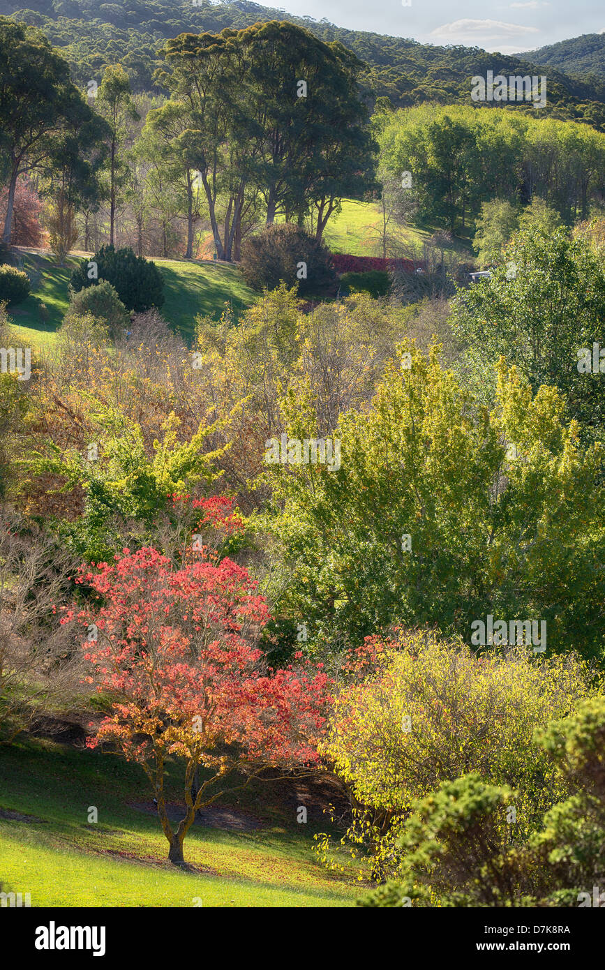 Autumn leaves in the Adelaide Hills Stock Photo - Alamy