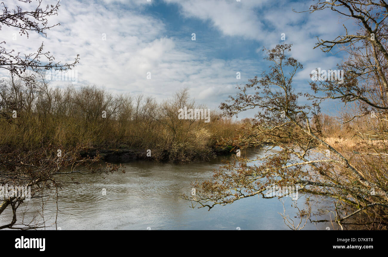 Alder Tree River High Resolution Stock Photography and Images - Alamy