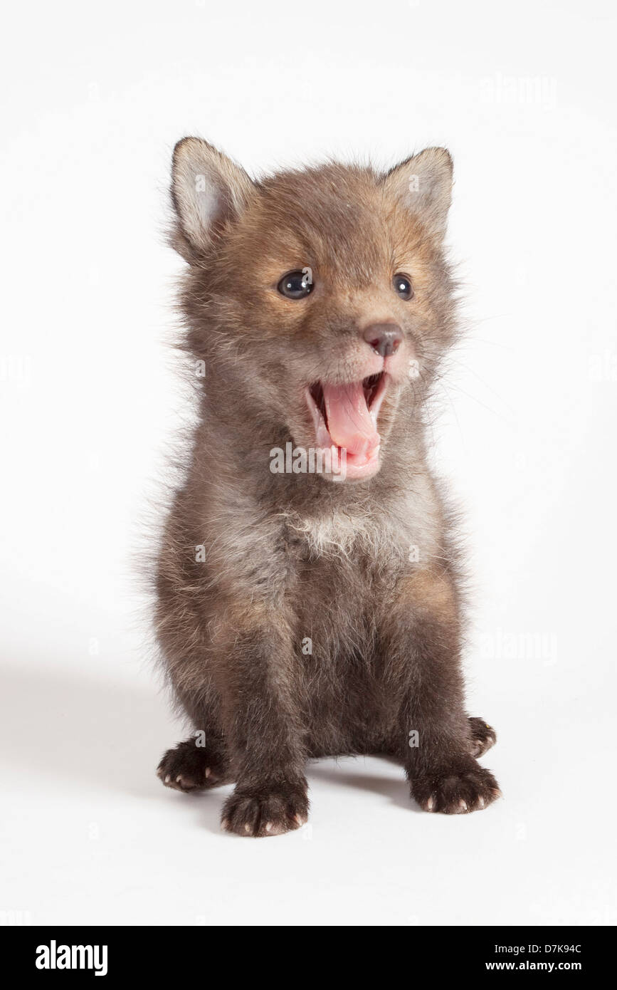 Juvenile red fox Cut Out Stock Images & Pictures - Alamy