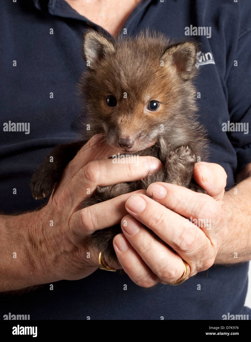Red Fox Cub in Hand Stock Photo - Alamy