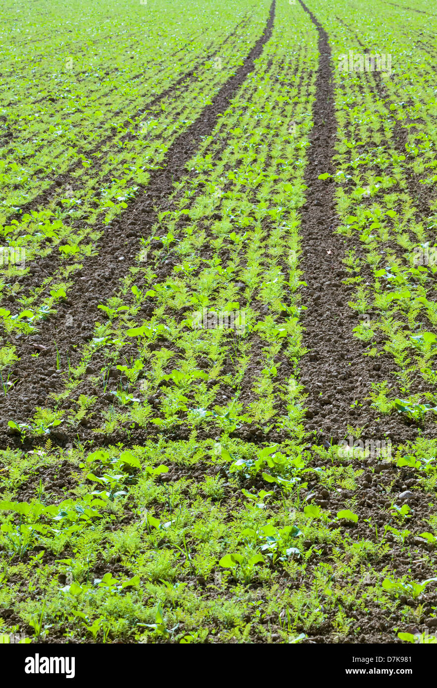 Leonding hi-res stock photography and images - Alamy