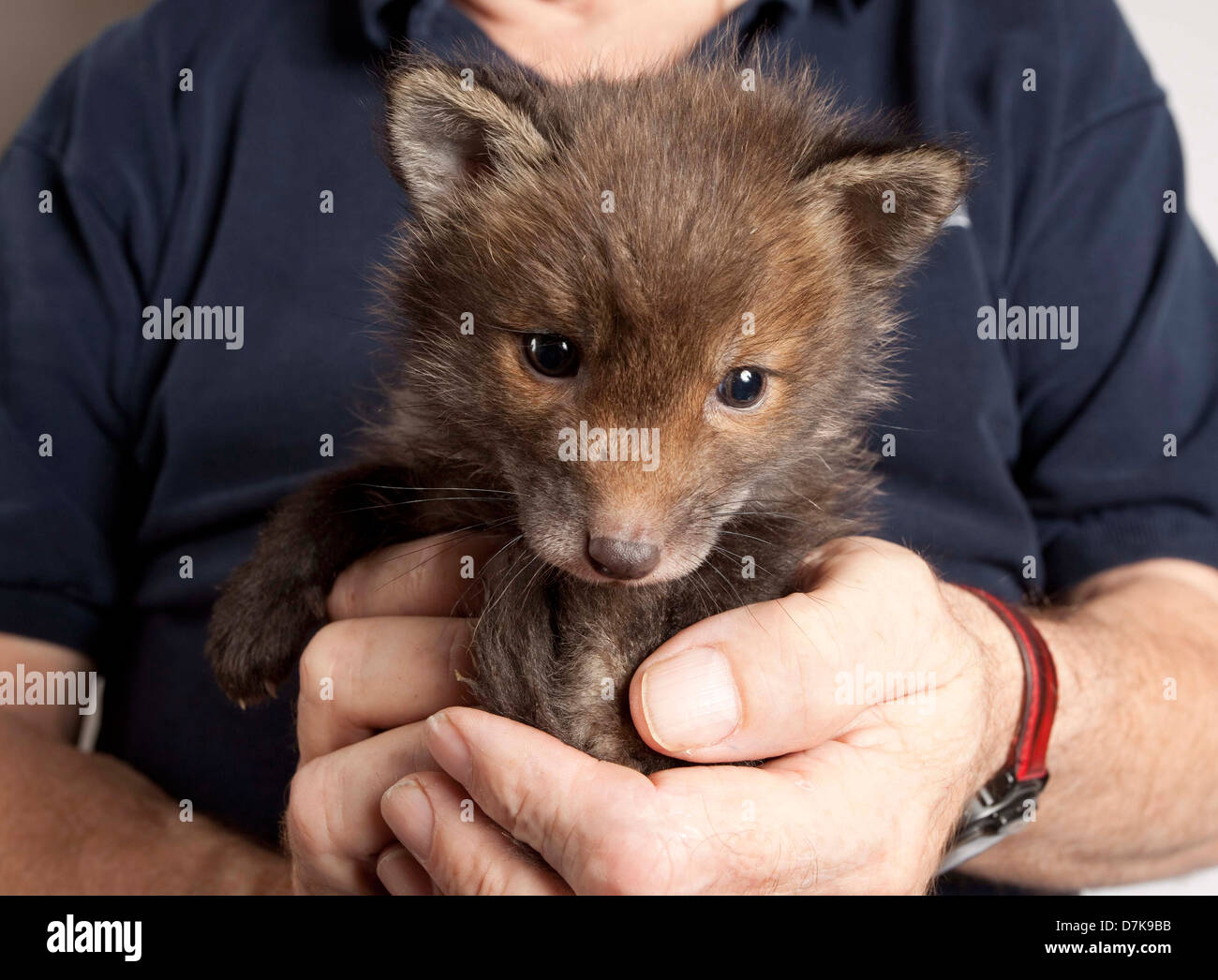Red Fox Cub in Hand Stock Photo - Alamy