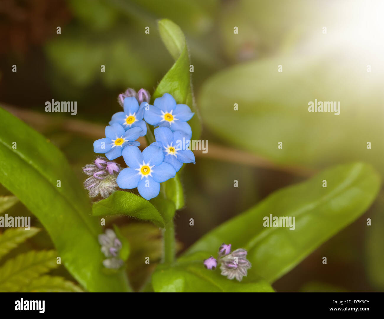 forget me not flower Stock Photo - Alamy