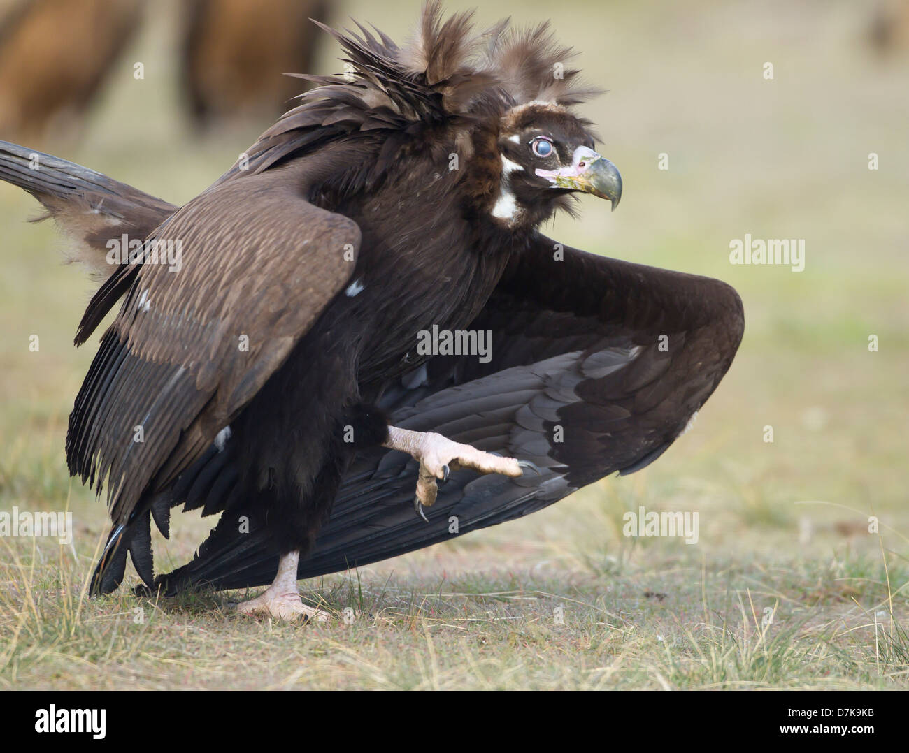 Black Vulture Aegypius monachus in aggressive pose spain january Stock ...