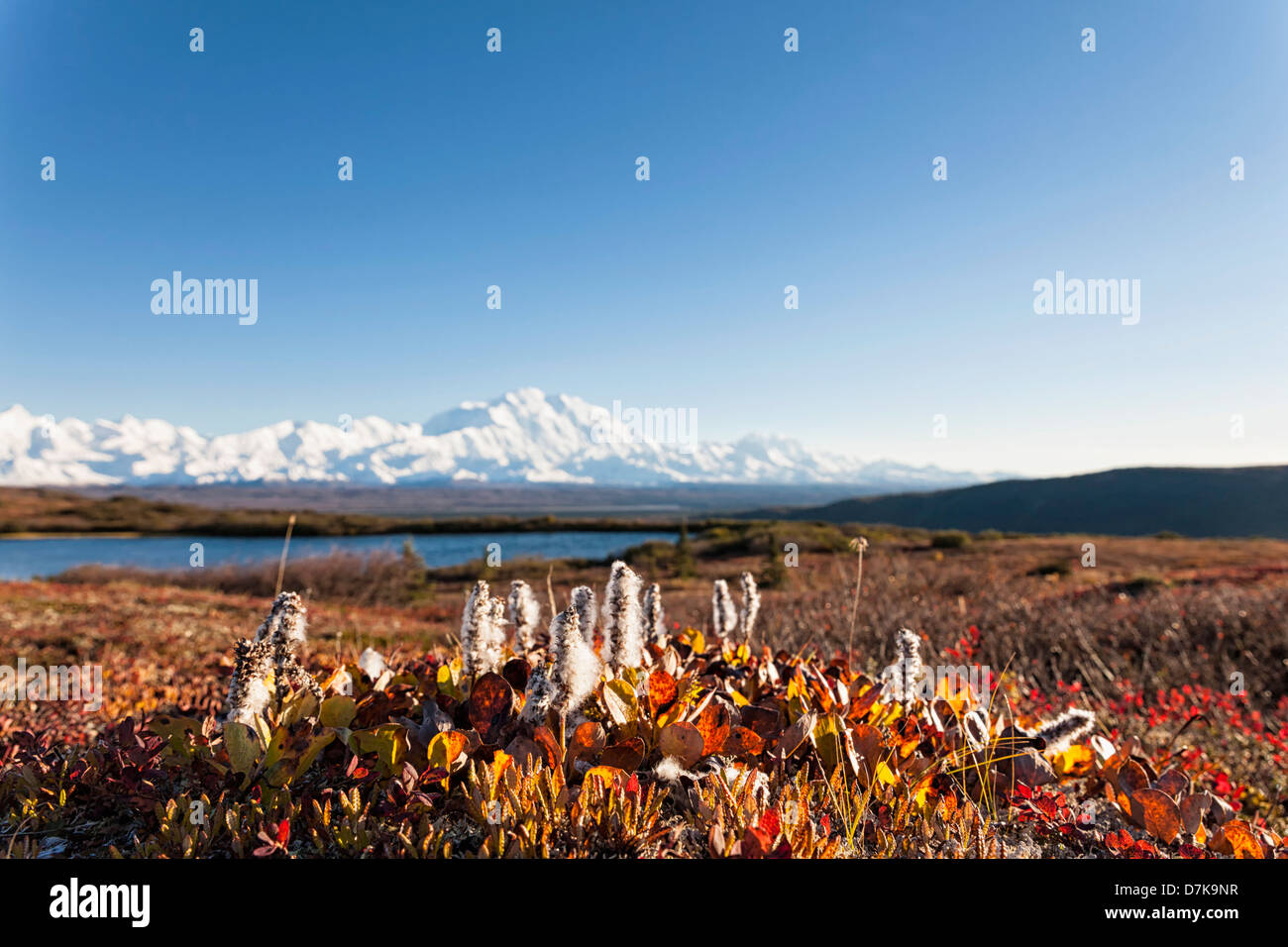 USA, Alaska, Willow tree in autumn with Mount Mckinley at Denali ...