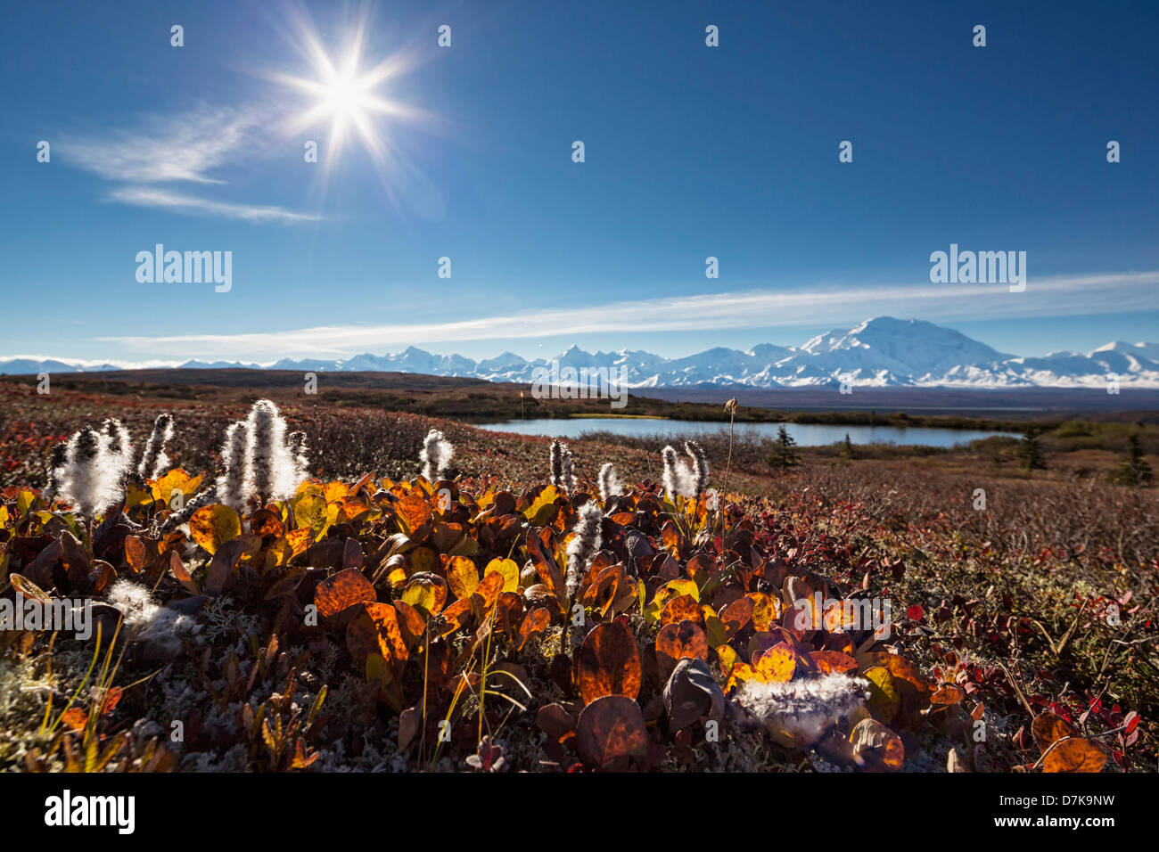 USA, Alaska, Willow tree in autumn with Mount Mckinley at Denali ...
