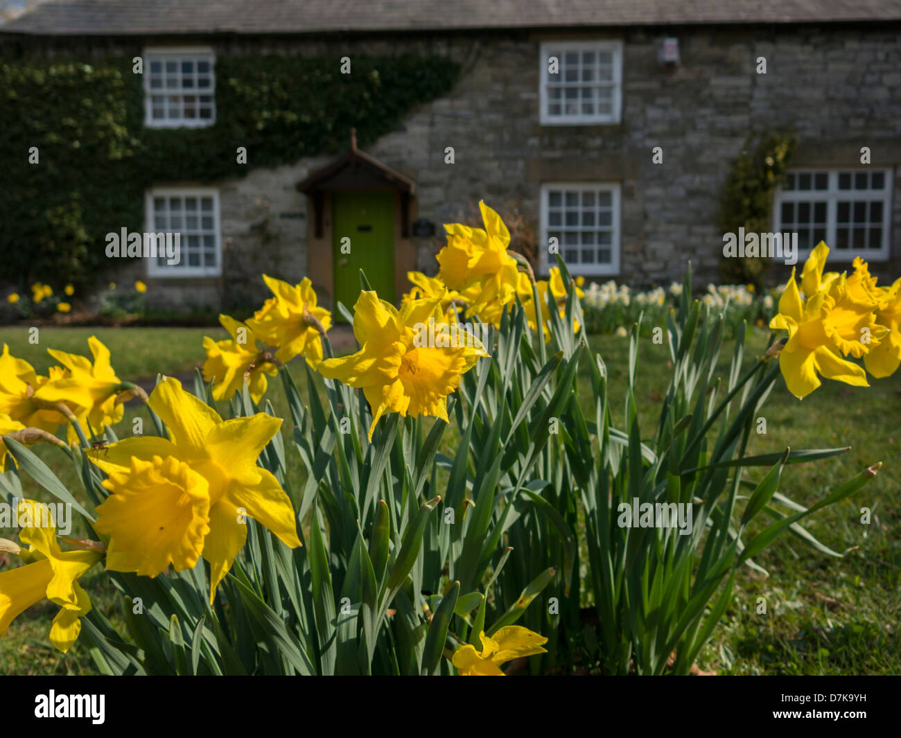 Native english daffodils hi-res stock photography and images - Alamy
