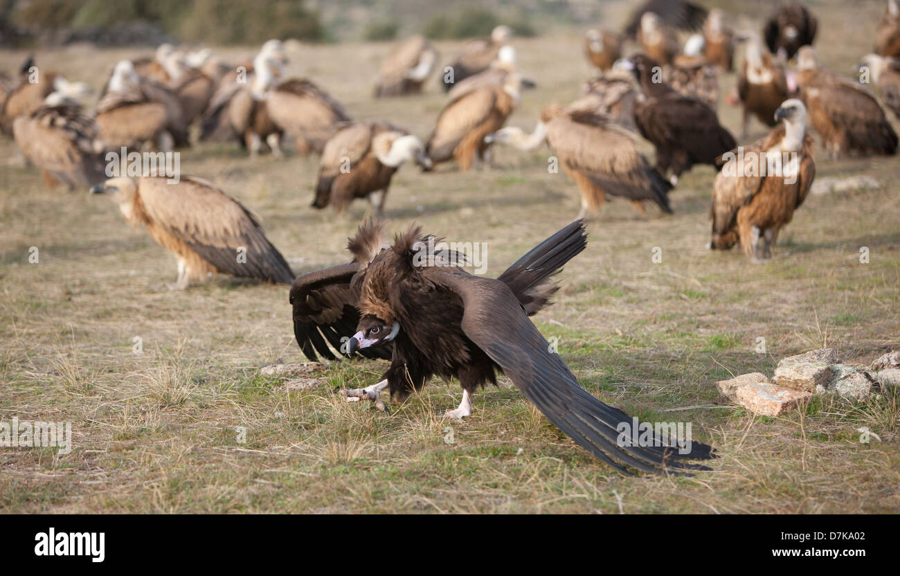 Black Vulture Aegypius monachus in aggressive pose spain january Stock ...