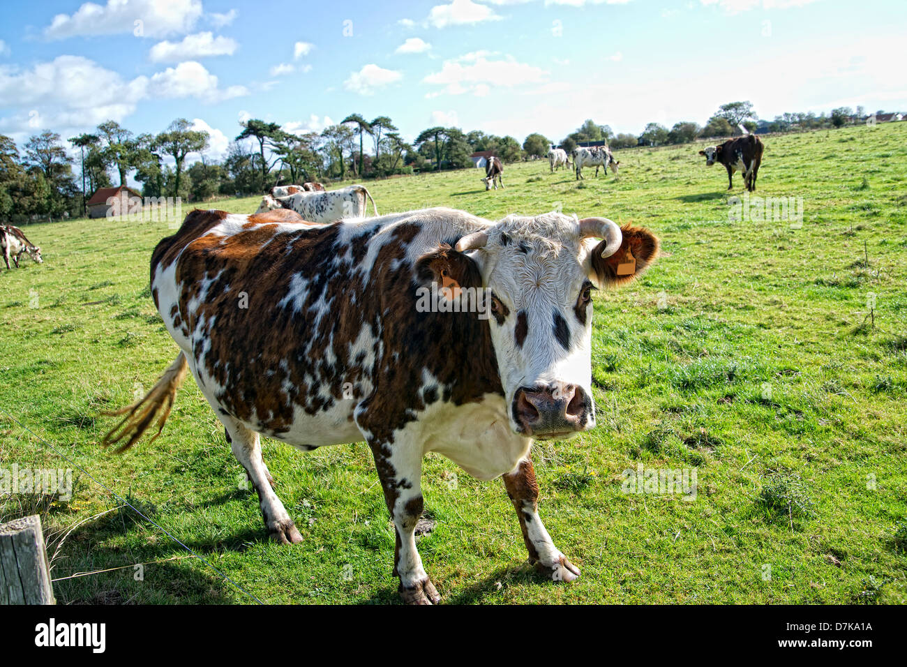 Germany, Cow standing in field Stock Photo - Alamy