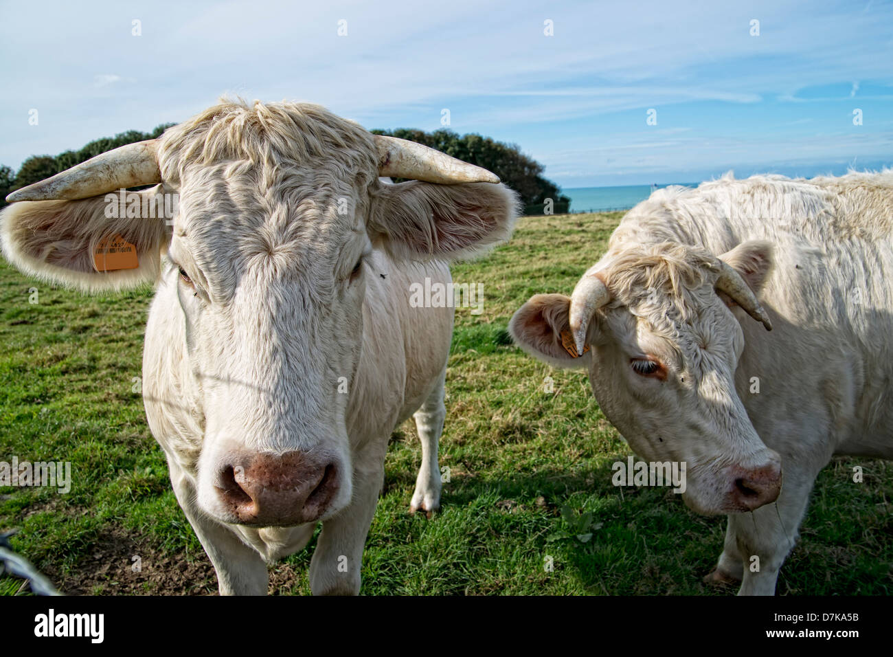 Germany, Cow standing in field Stock Photo - Alamy