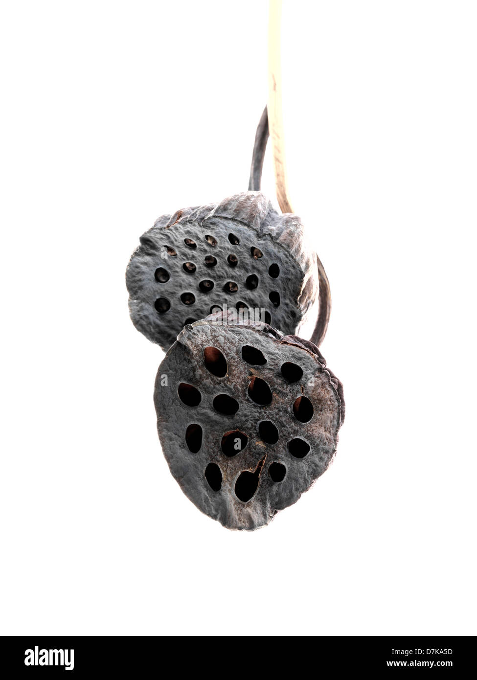 Dried lotus flower on white background, close up Stock Photo - Alamy