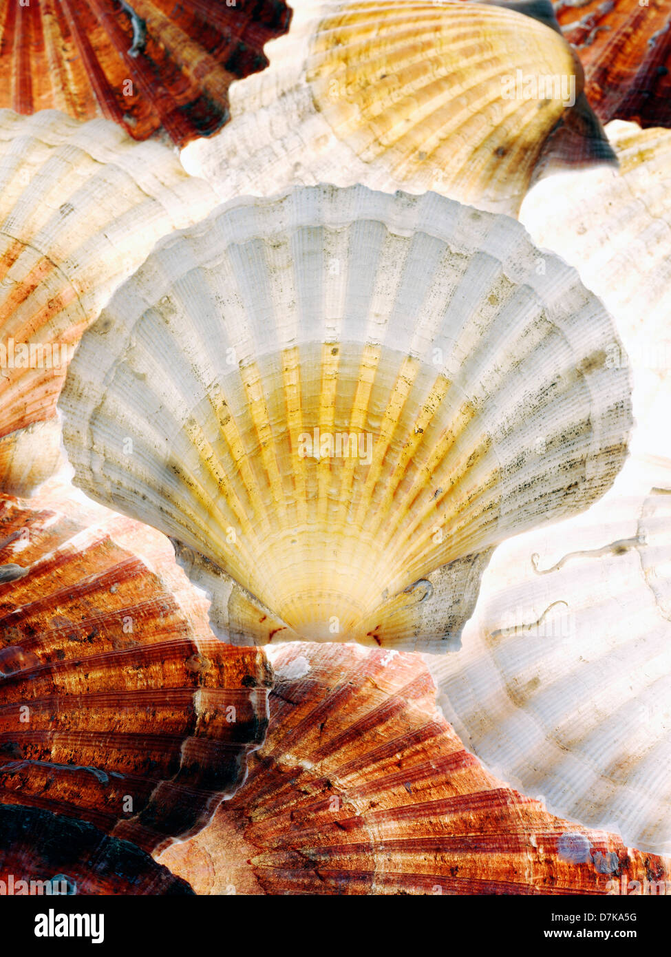 Scallop shell, close up Stock Photo - Alamy