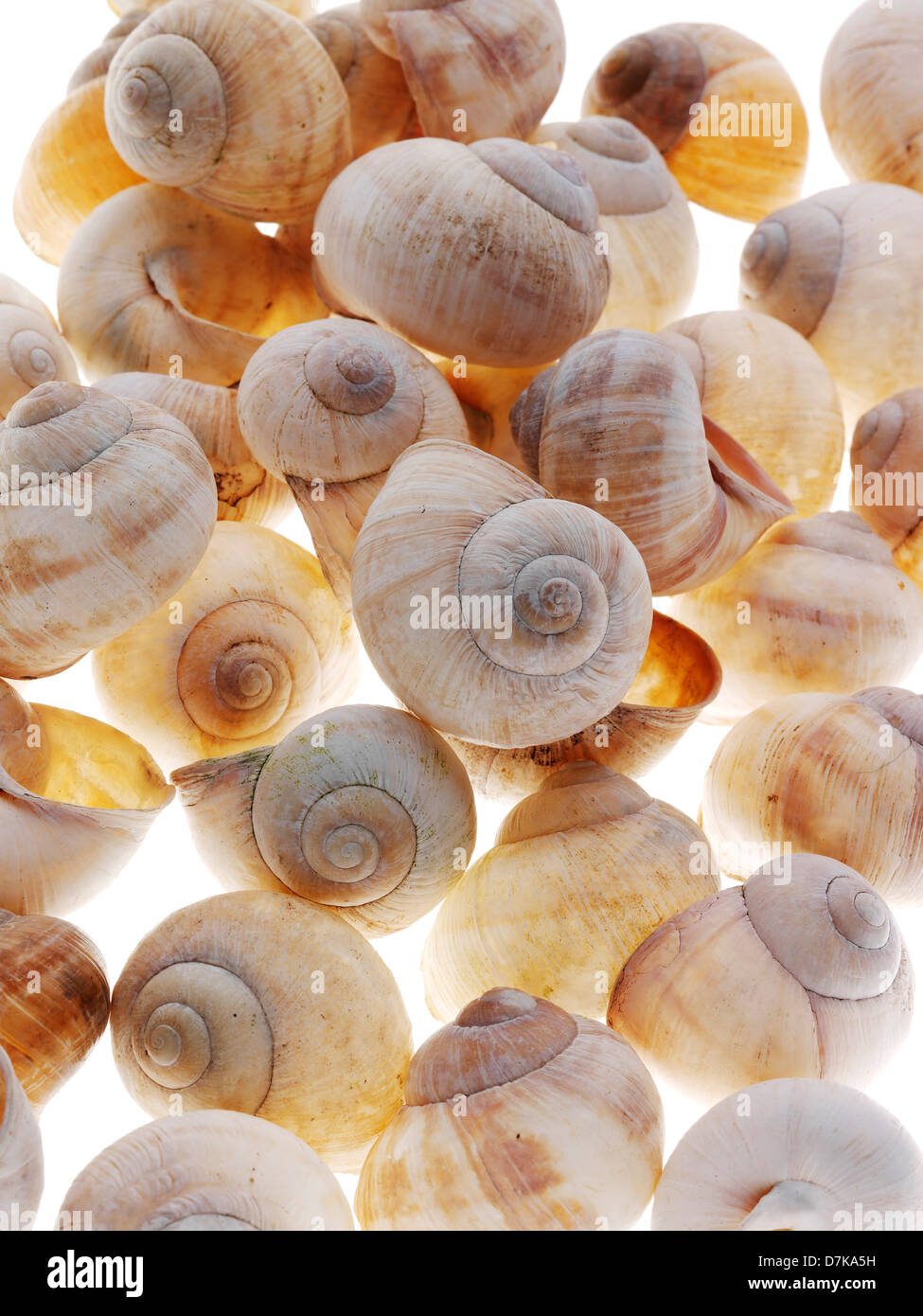Empty shell, close up Stock Photo - Alamy