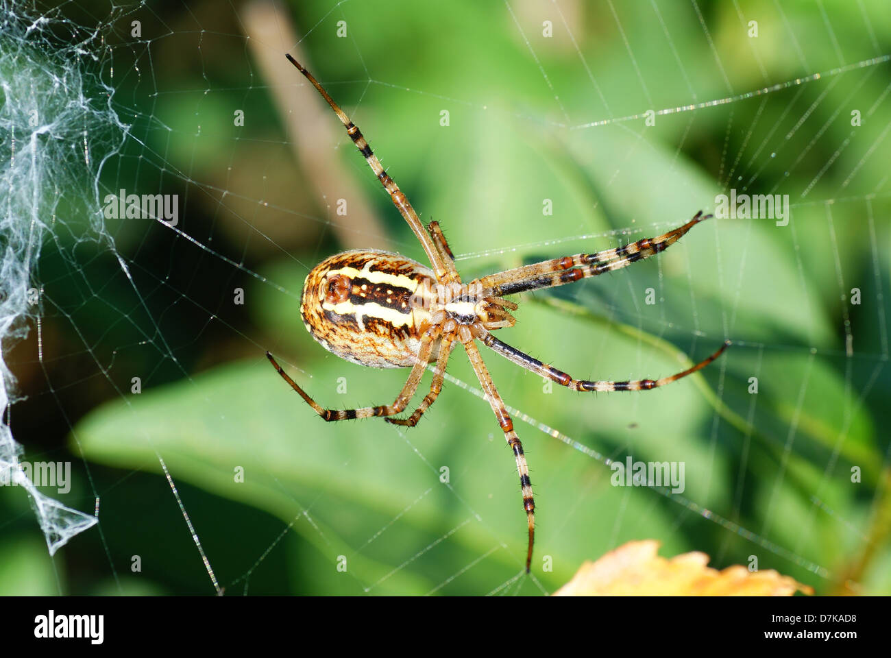Big frightening spider on cobweb hi-res stock photography and images ...