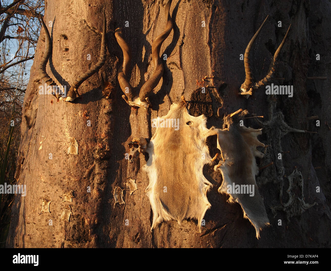 The horns and dried monkey's skin Stock Photo - Alamy