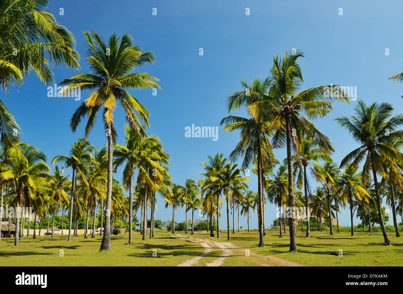 Asia, Indonesia, Path through palm trees at Kuta Beach Stock Photo - Alamy