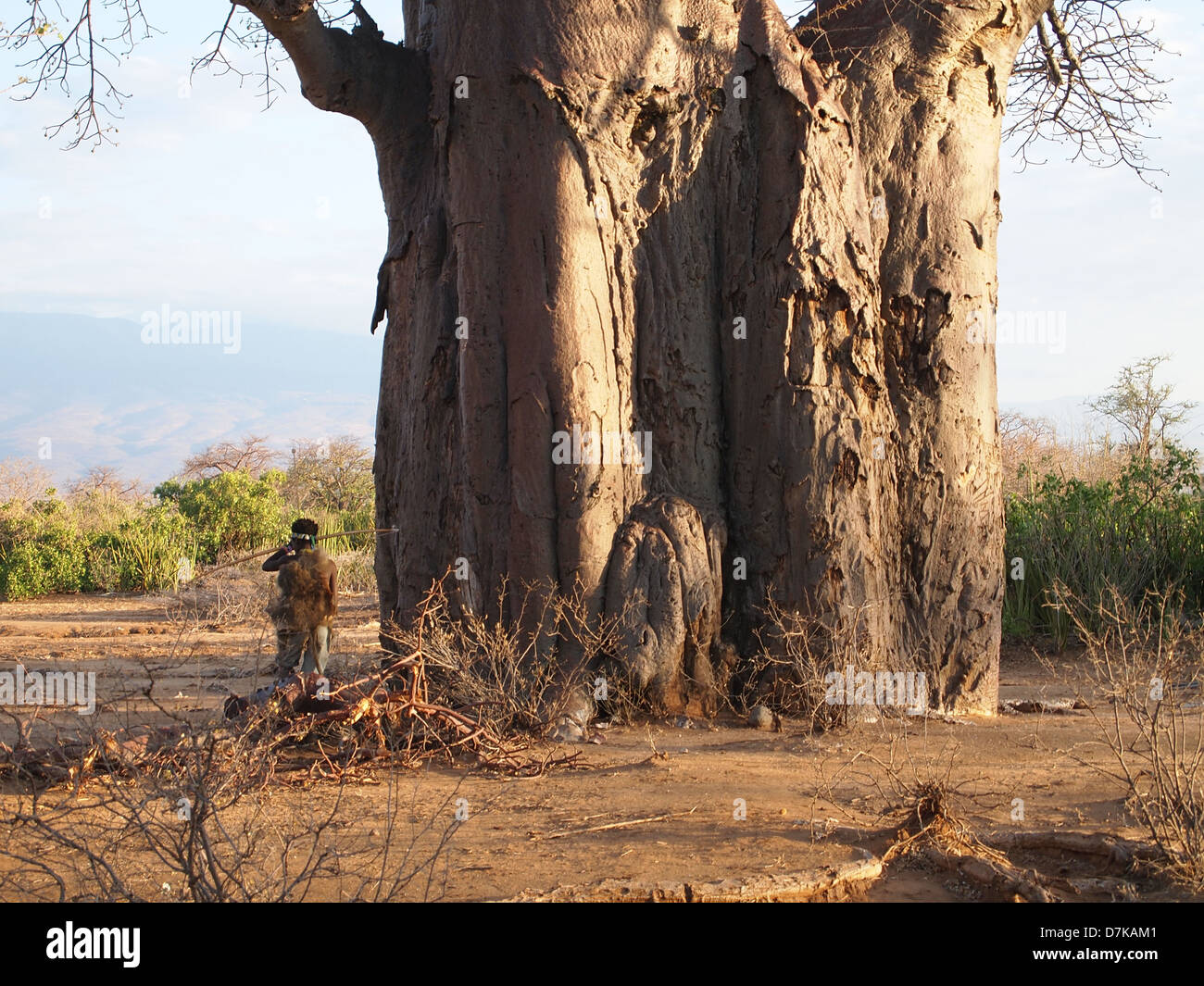 A man of Hadza tribe is standing near huge baobab tree Stock Photo - Alamy