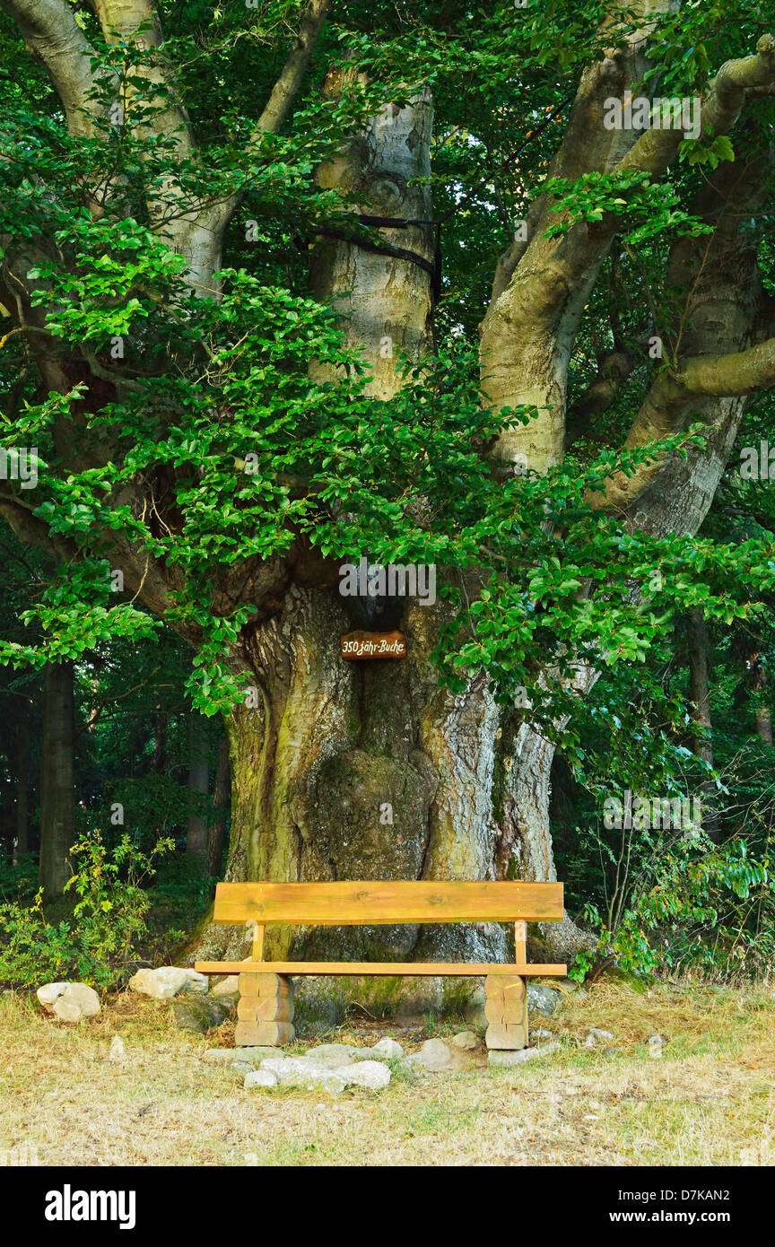Germany, Bavaria, View of old beech tree Stock Photo - Alamy