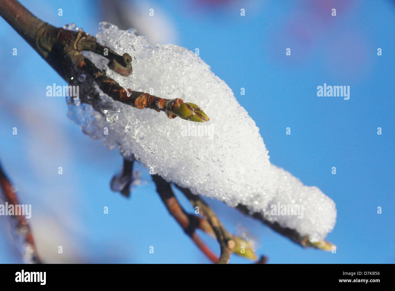 Germany, Ice on twig Stock Photo - Alamy