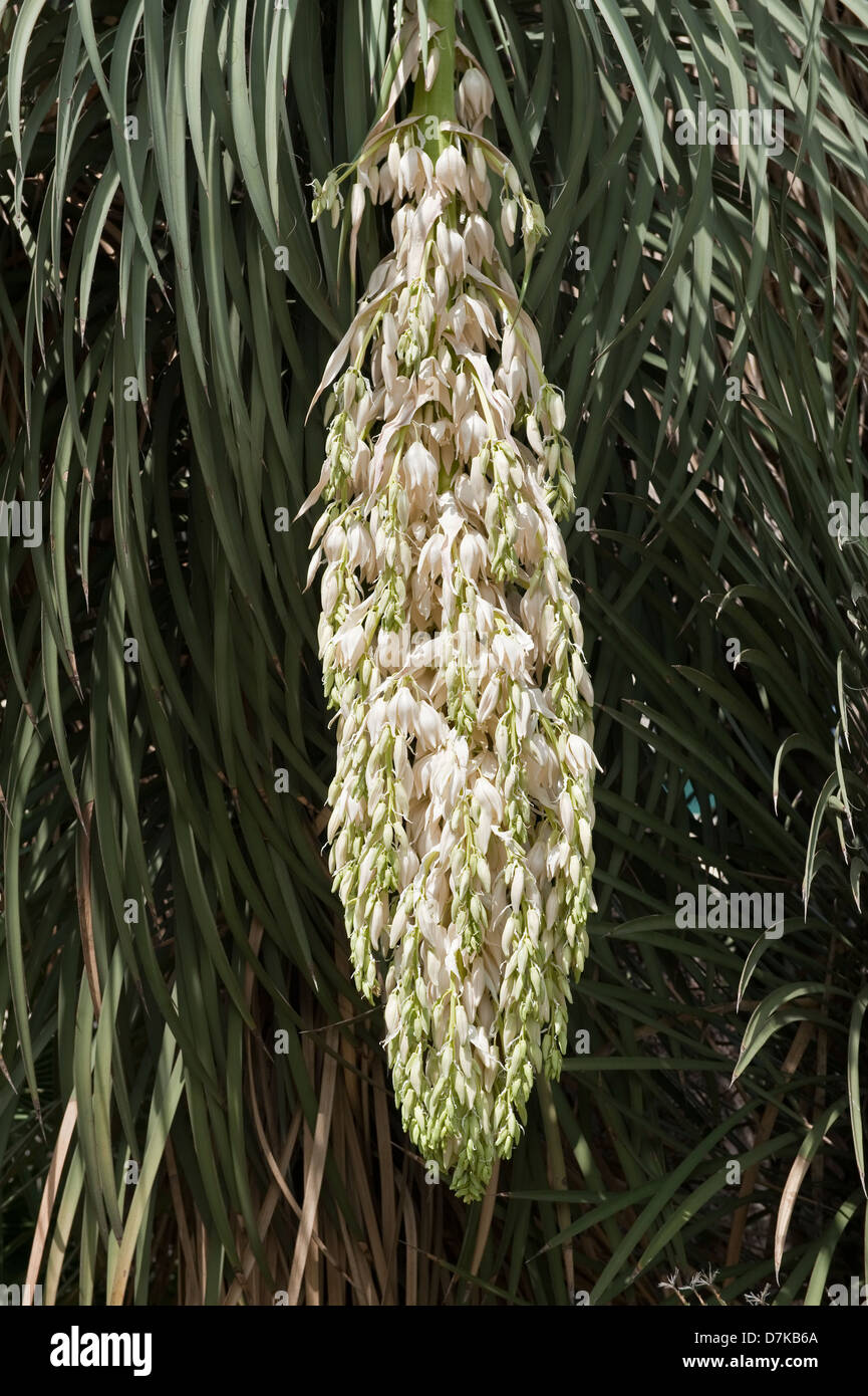 The Mexican plant Yucca australis flowers in the Botanical Gardens ...