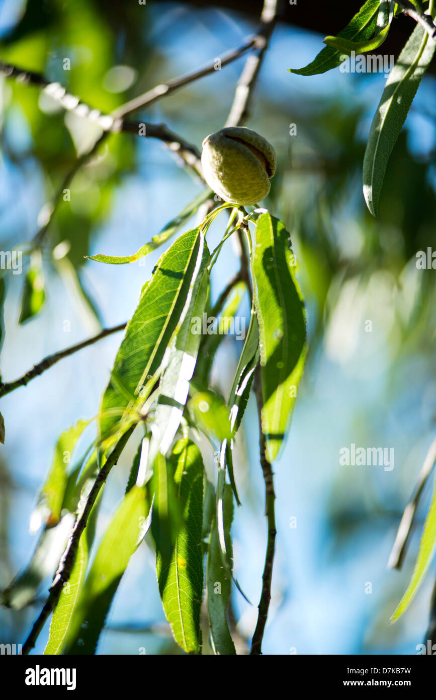 Italy, View of almond tree Stock Photo - Alamy