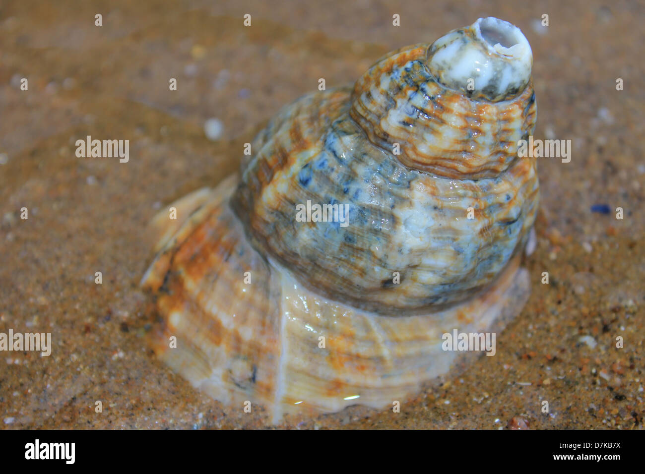 Aberdeen beach sunny hi-res stock photography and images - Alamy