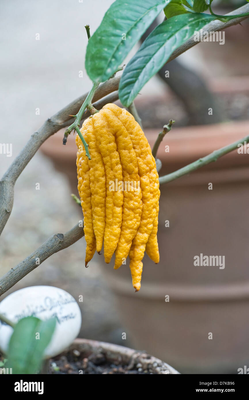 Citron citrus medica hi-res stock photography and images - Alamy