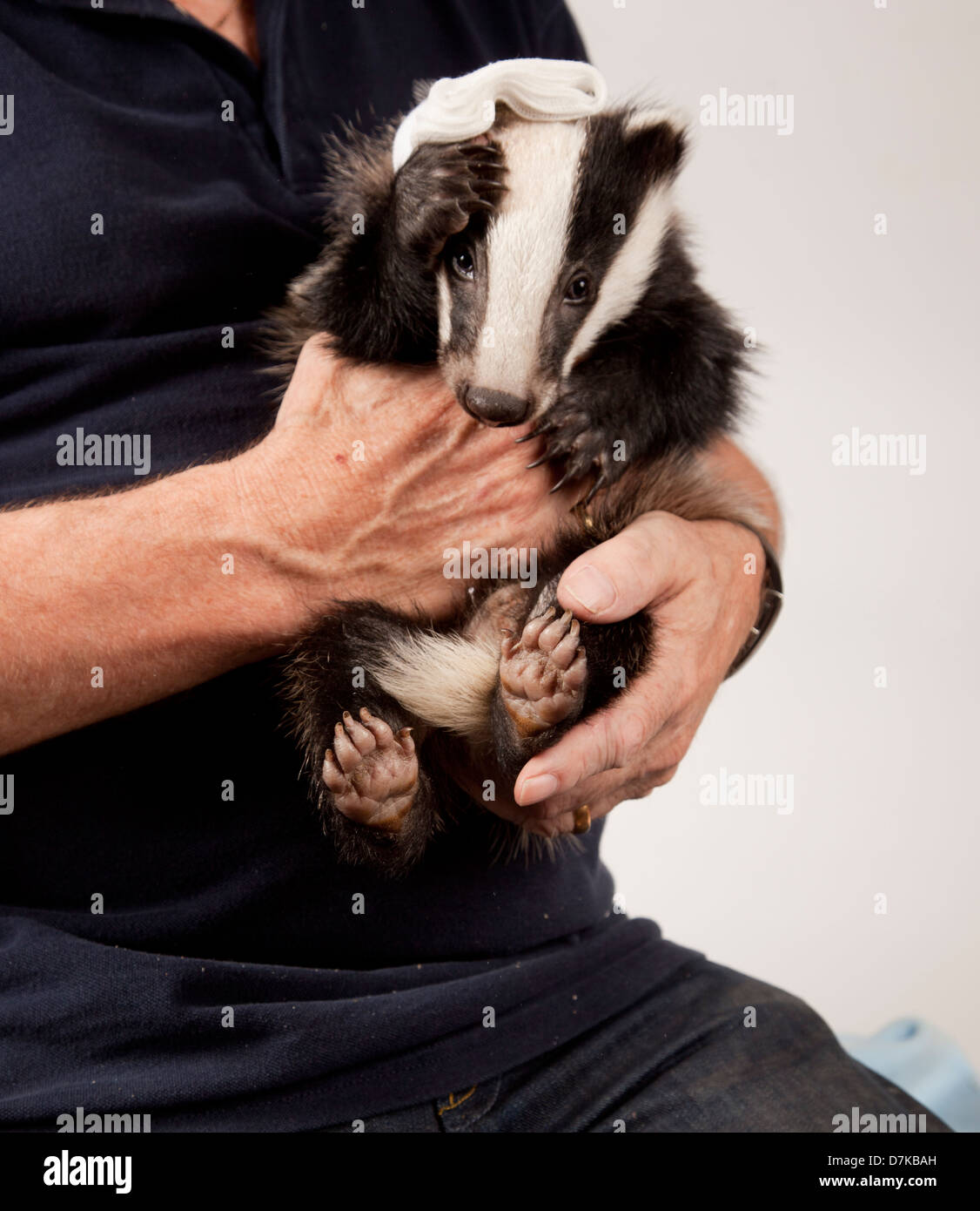 Badger european baby young hi-res stock photography and images - Alamy