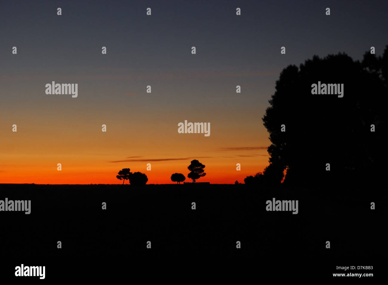 The backlit trees in the twilight, with the red sky Stock Photo - Alamy