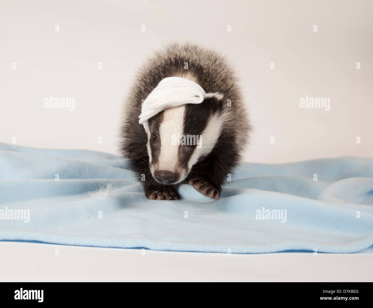 Juvenile European Badger with bandage on head Stock Photo - Alamy