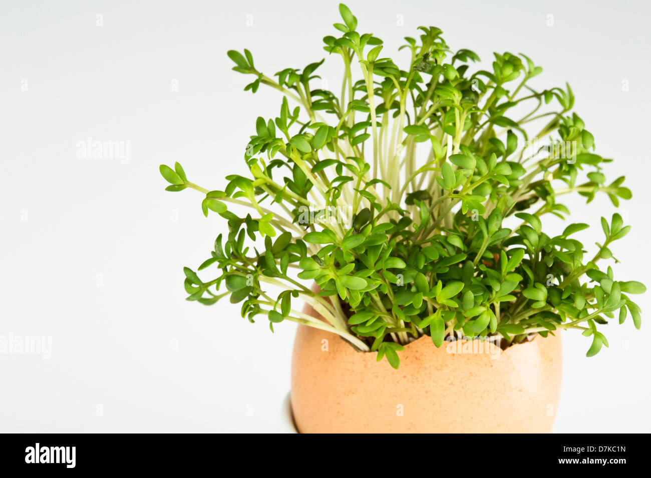 Cress in egg shell, close up Stock Photo - Alamy