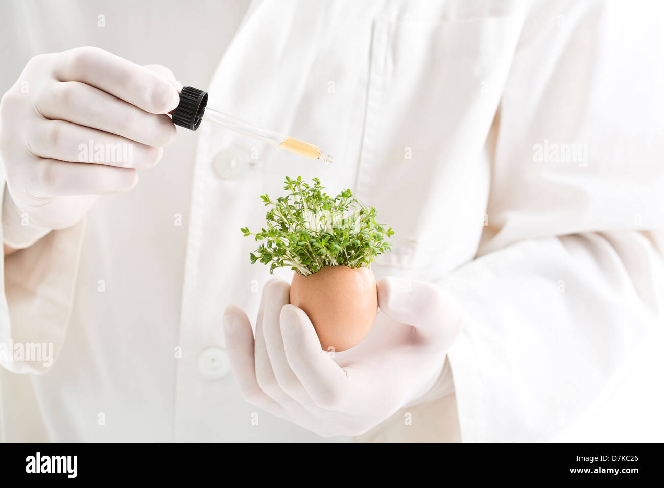 Scientist adding chemical from pipette on cress in egg shell, close up ...