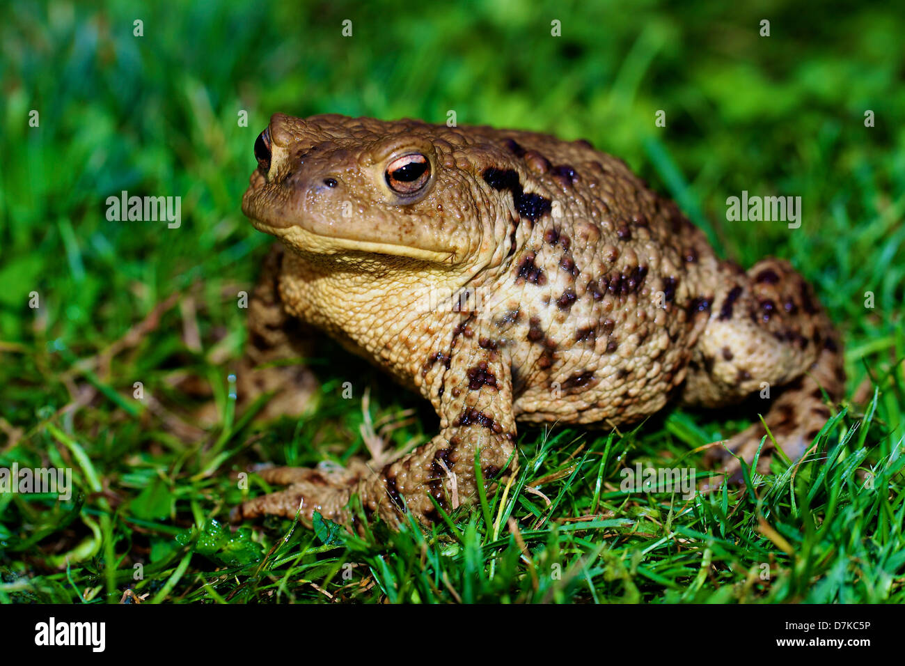 Germany, Hesse, Common toad on grass Stock Photo - Alamy